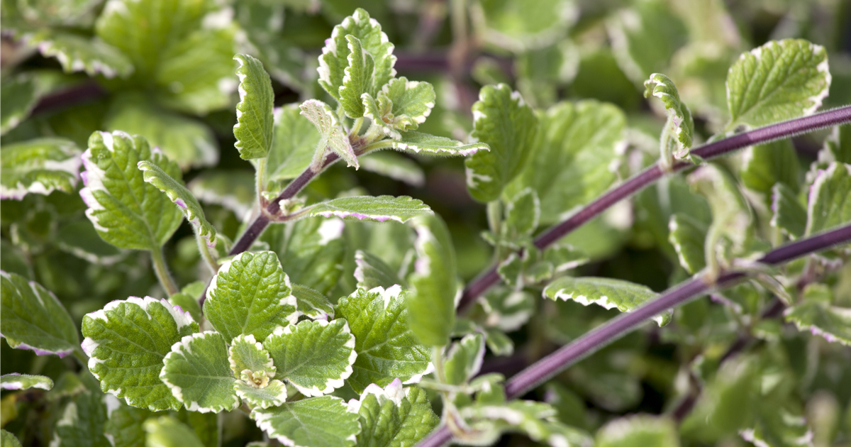 Plectranthus coleoides