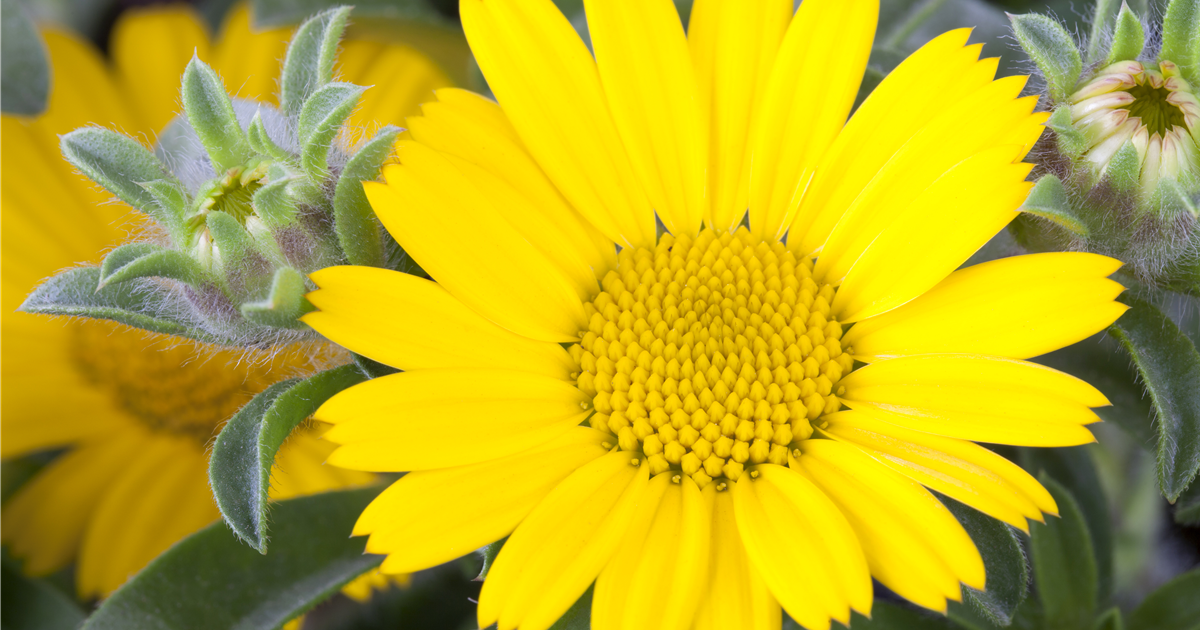 Asteriscus maritimus